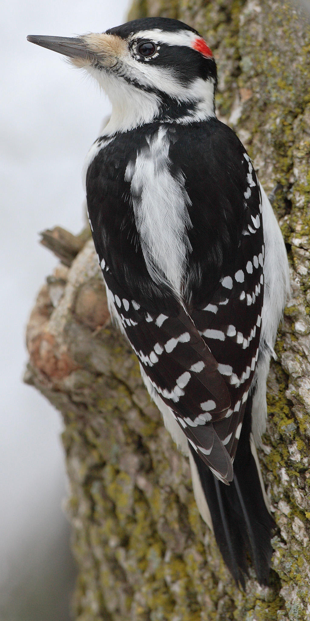 Ring in the Holidays with the Audubon Christmas Bird Count | Audubon Alaska Ring in the Holidays with the Audubon Christmas Bird Count | Audubon Alaska