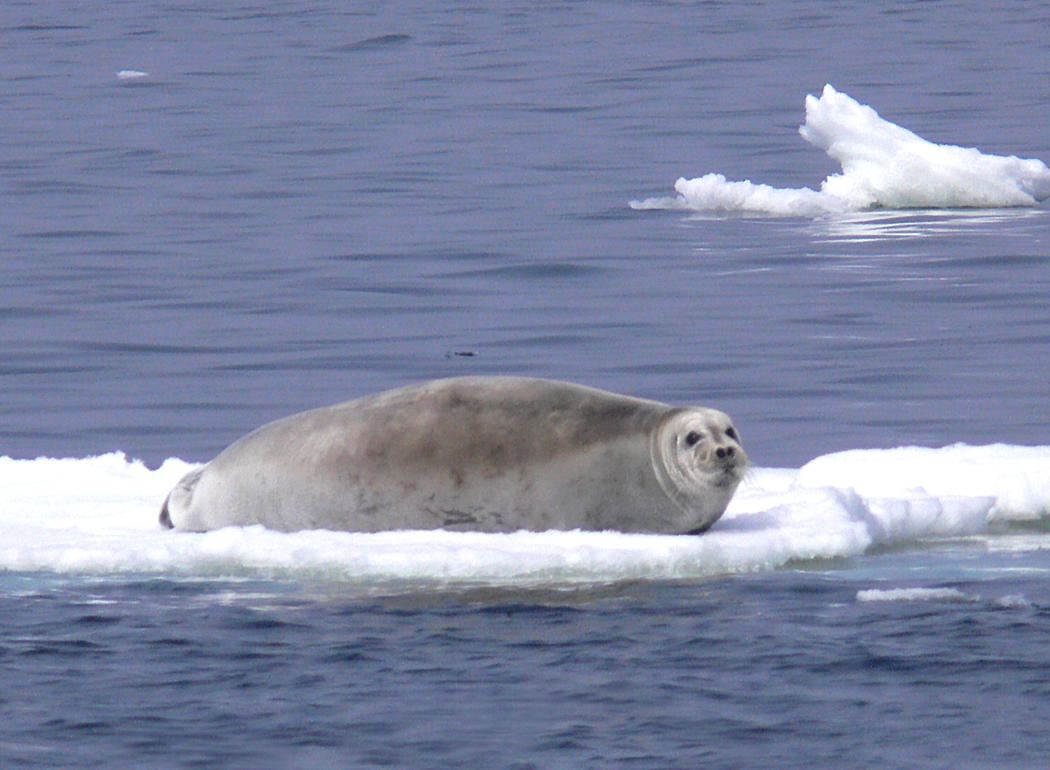 Chukchi Sea | Audubon Alaska